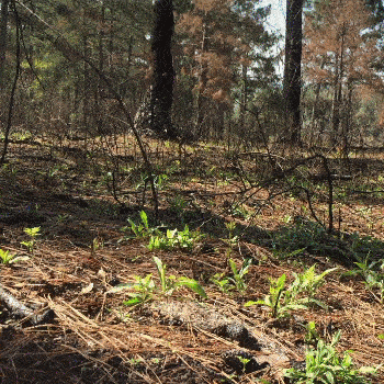 Let Neighbors Know - Why Prescribed Fire